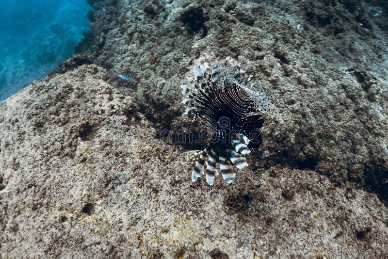 Tropical Sea with Dragon Fish or Lion Fish on Reef Bottom Underwater in ...