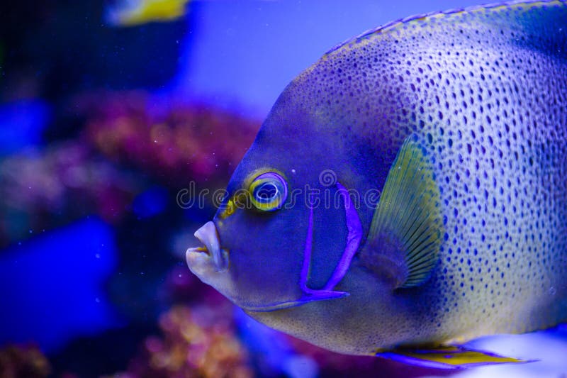 Tropical sea fish stock photo. Image of predator, fish - 164888592