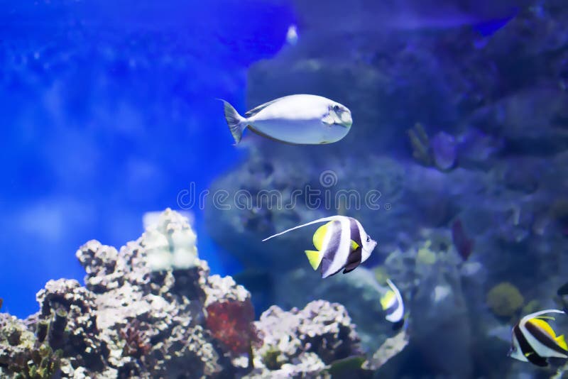 Tropical Sea Fish in Blue Water Stock Image - Image of fish, background ...
