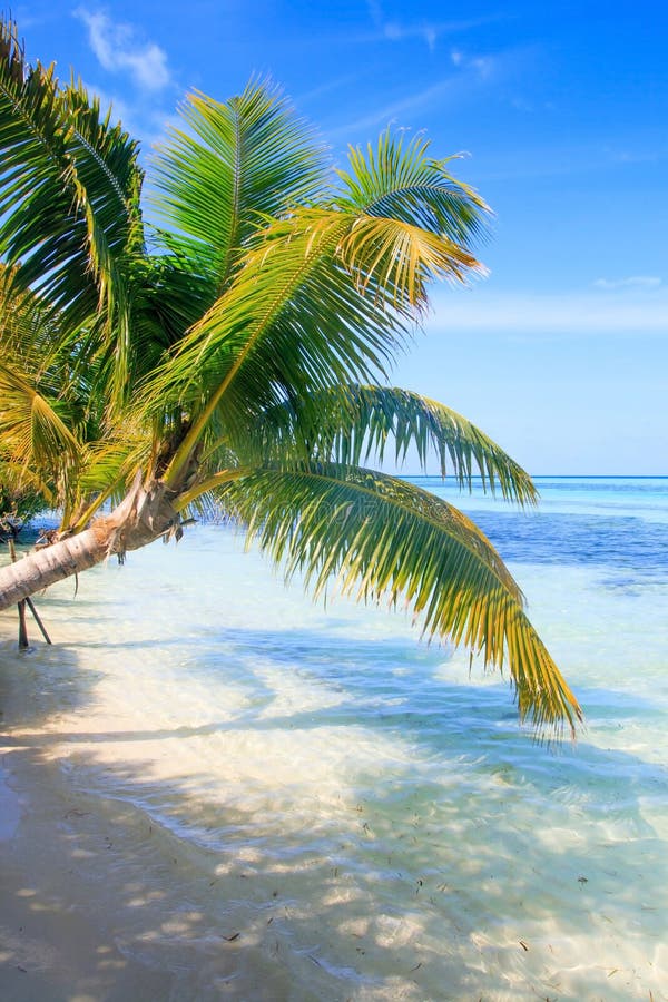 Tropical Sea Palm View stock image. Image of branch, beach - 39092541