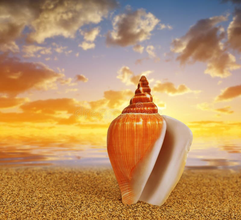Tropical Sea Shell on Sandy Beach Stock Photo - Image of tropical ...