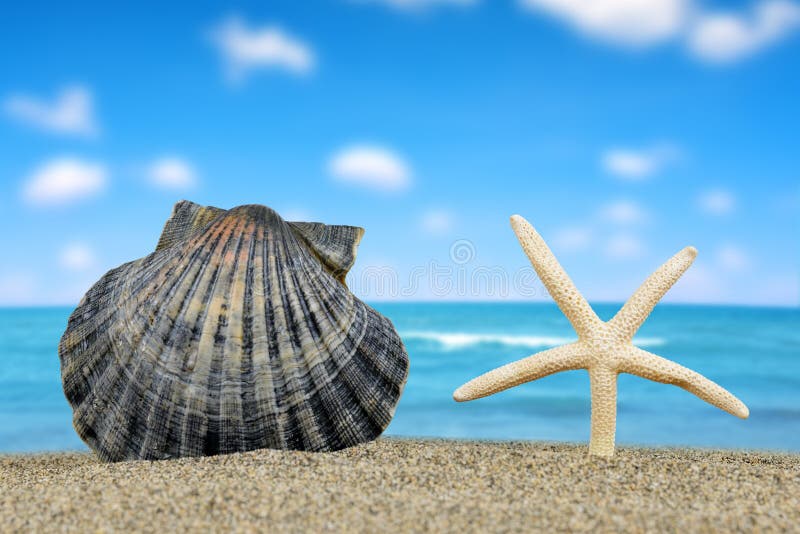 Tropical Sea Shell with Starfish Stock Image - Image of sunny, ocean ...