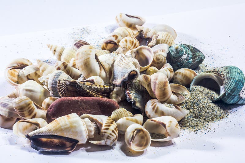 Tropical sea shells stock image. Image of tropical, combination - 87840125