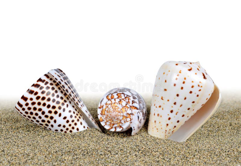 Tropical Sea Shells of the Conidae Family Stock Photo - Image of ...