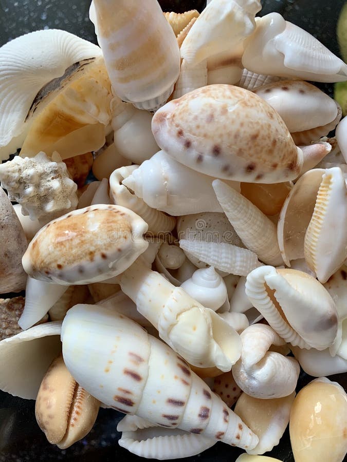 139 Conical Shells Stock Photos - Free & Royalty-Free Stock Photos from ...