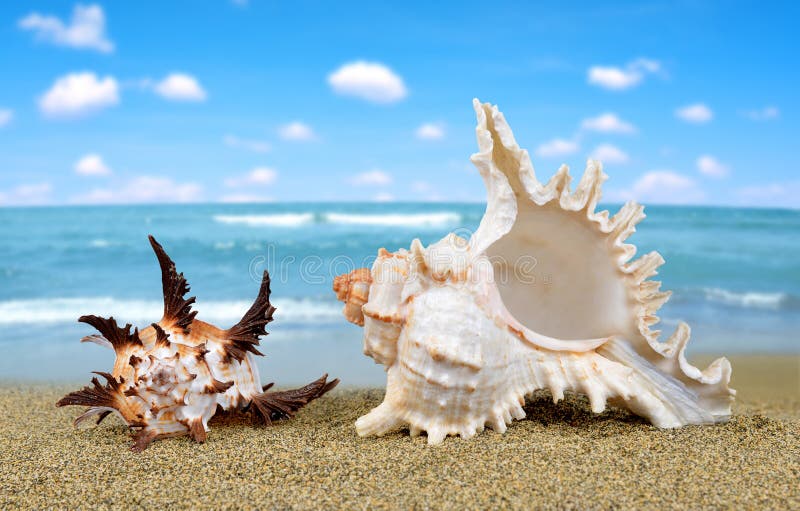 Tropical sea shells stock photo. Image of coastline, tropical - 26753086