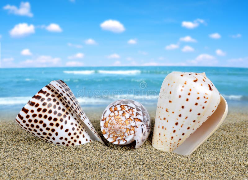 Tropical sea shells stock photo. Image of gulf, seashore - 83497704