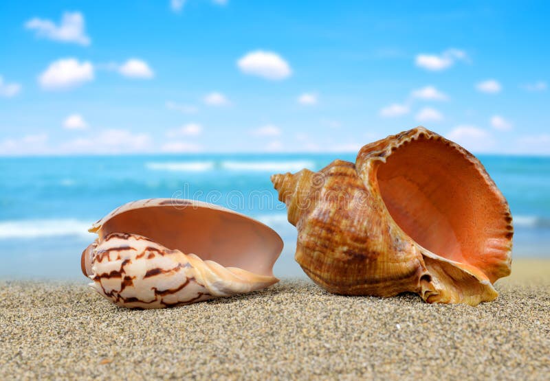 Tropical sea shells stock photo. Image of lagoon, beach - 84803050
