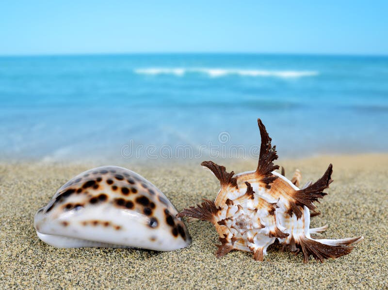 Tropical sea shells stock image. Image of marine, clear - 85312985