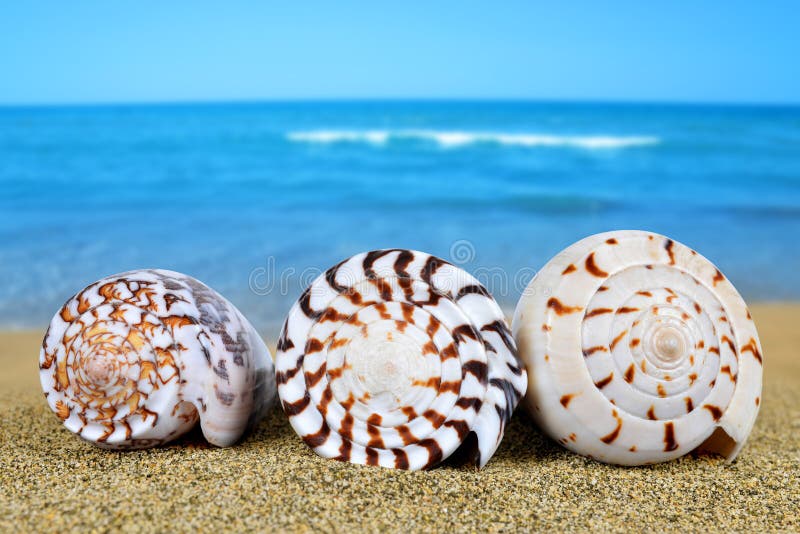 Tropical sea shells stock photo. Image of coast, island - 87882626