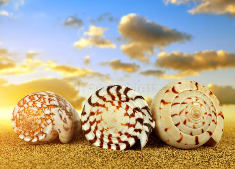 Tropical Sea Shells on Sandy Beach. Stock Image - Image of beautiful ...