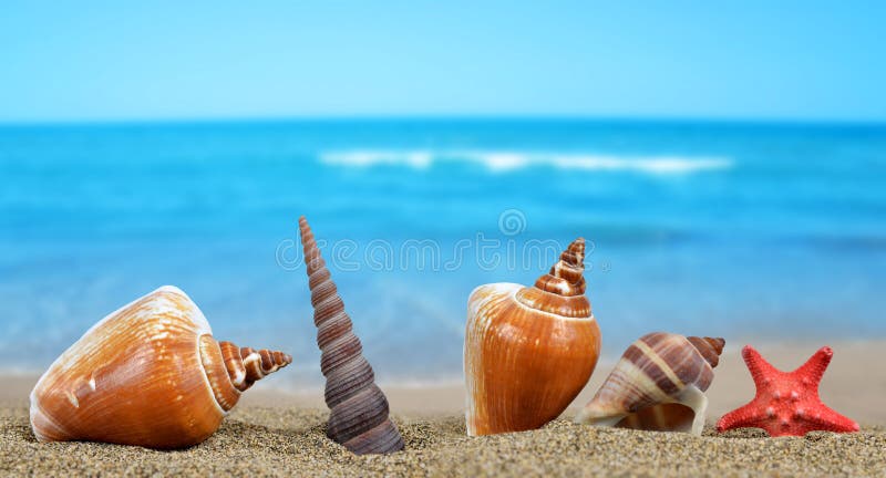 Tropical Sea Shells with Starfish Stock Photo - Image of landscape ...