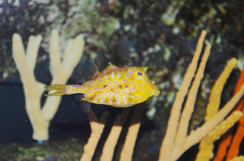 Tropical sea surgeon stock image. Image of aquatic, isolated - 28649569