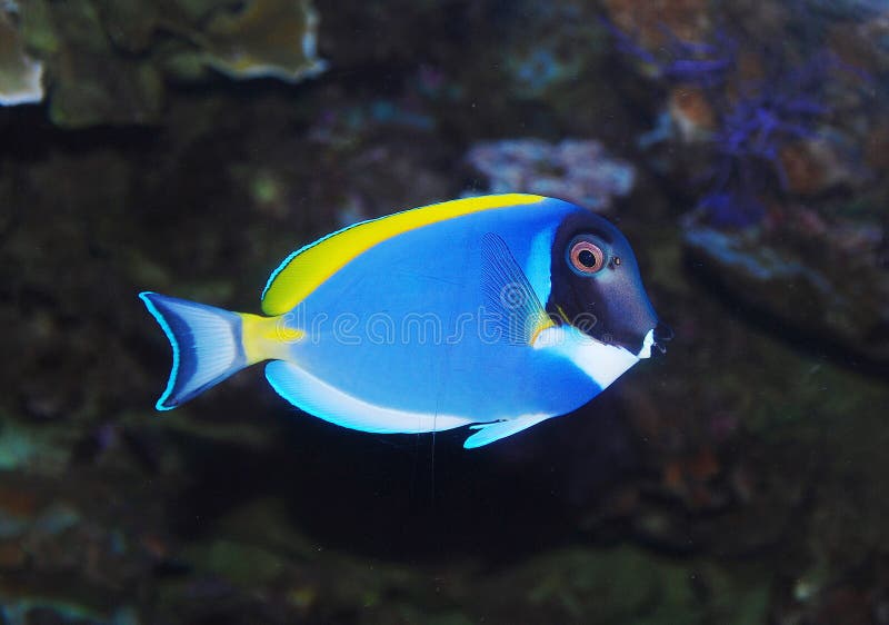 Tropical sea surgeon fish stock image. Image of dive - 28649561