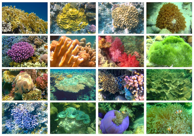 213 Ecosystem Collage Photos - Free & Royalty-Free Stock Photos from ...
