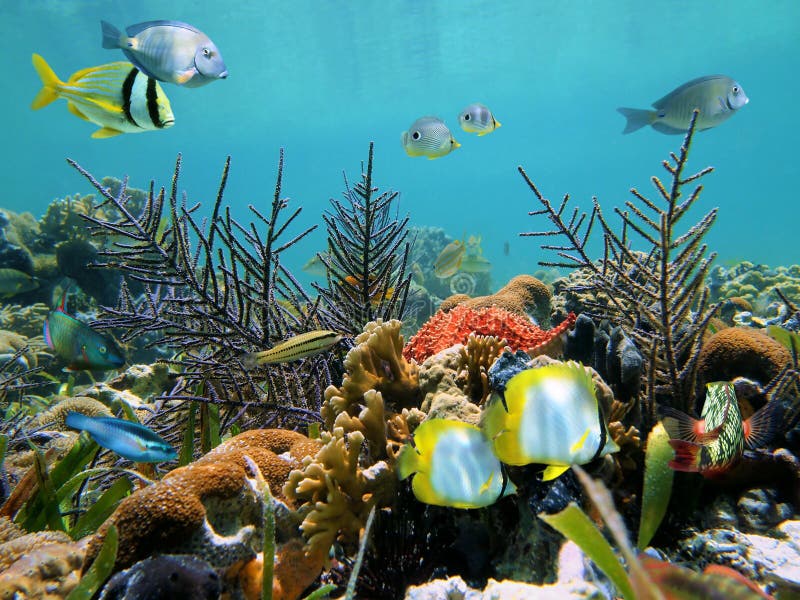 Tropical seabed stock photo. Image of deep, panama, cuba - 22713556