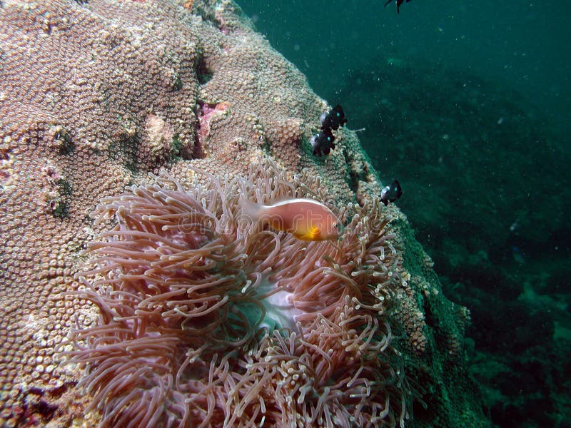 Tropical seabed stock photo. Image of seabed, andaman - 4055432
