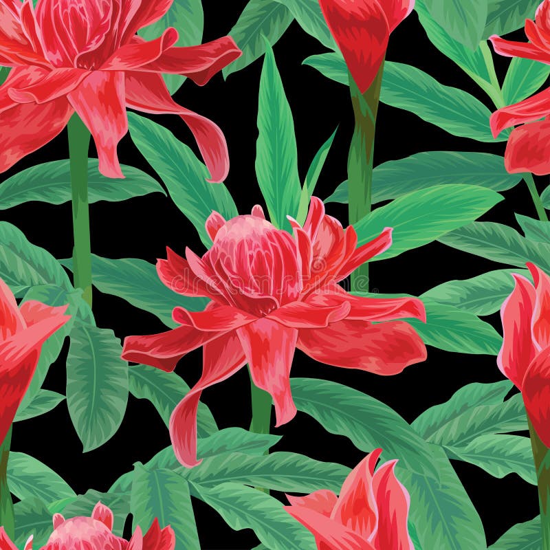 Exotic Red Ginger Flowers Stock Illustrations – 96 Exotic Red Ginger ...