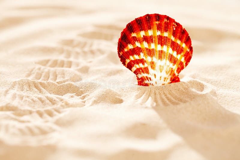 Tropical Seashell Sea Shell on Sand Stock Image - Image of vacation ...