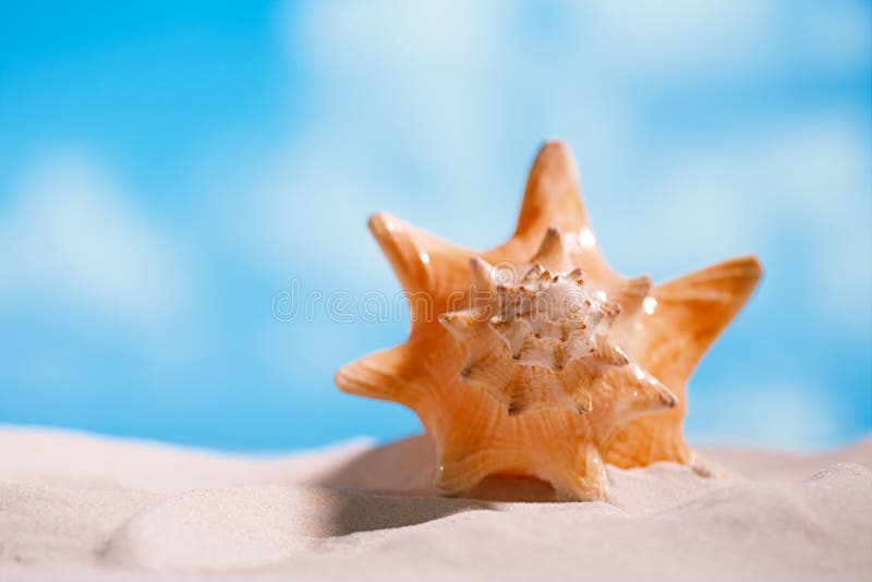 Tropical Seashell Sea Shell with Ocean , Beach and Seascape Stock Image ...