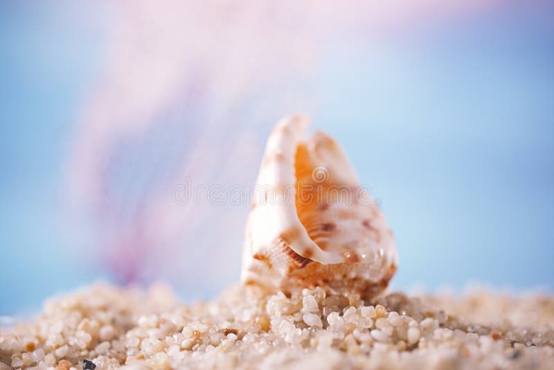 Tropical Seashell Sea Shell on Sand with Ocean Stock Image - Image of ...