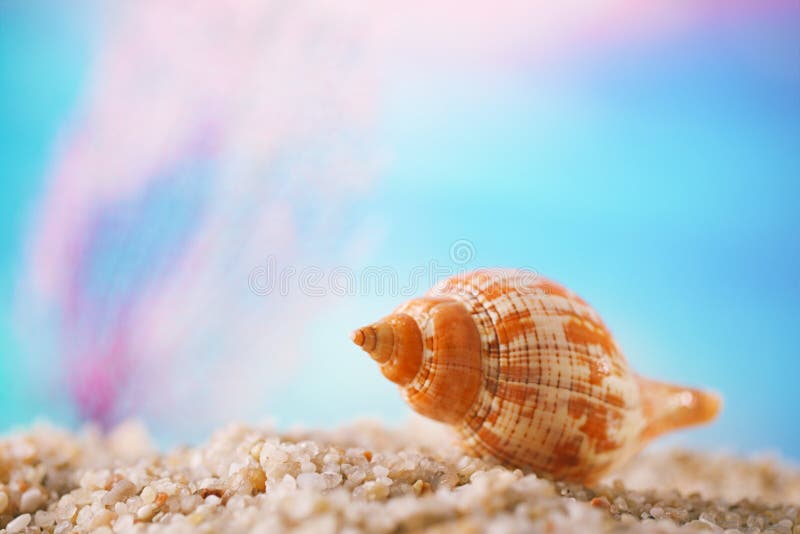 Tropical Seashell Sea Shell on Sand with Ocean Stock Image - Image of ...
