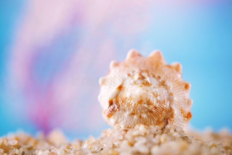 Tropical Seashell Sea Shell on Sand with Ocean Stock Image - Image of ...