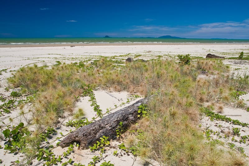 A Tropical Seaside with Sandy Beach, Logs, Vines, Stock Image - Image ...