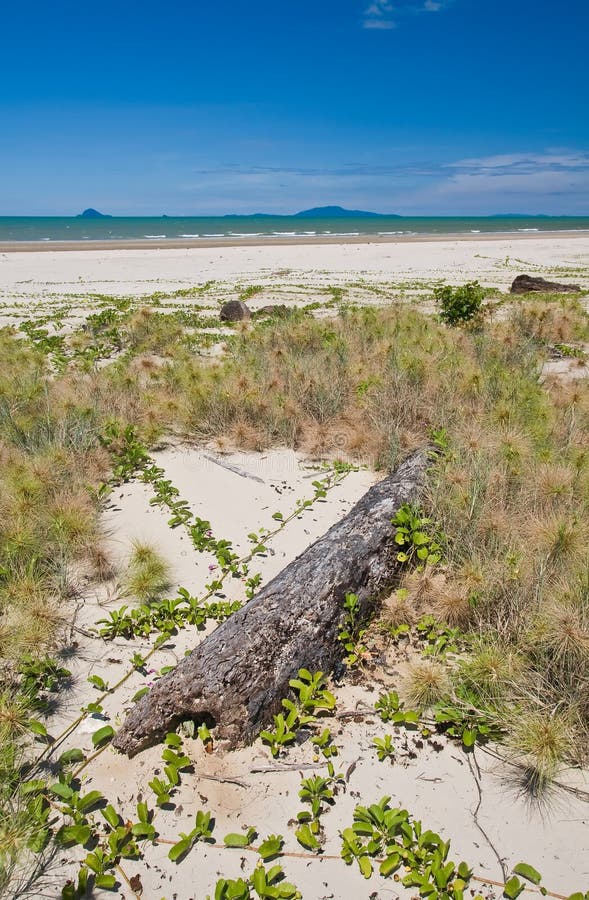 A Tropical Seaside with Sandy Beach, Logs, Vines, Stock Image - Image ...