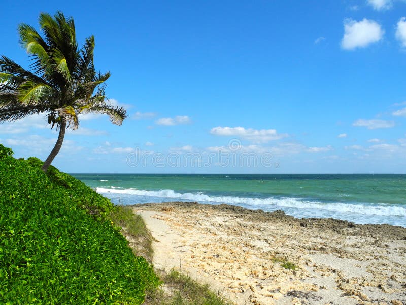 Tropical Setting at the Beach Stock Photo - Image of palm, clouds ...