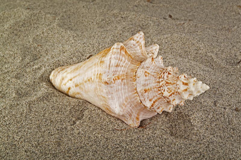 Tropical shell stock image. Image of marine, life, caribbean - 25437581