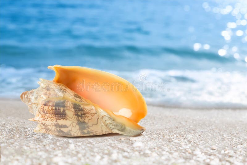 Tropical shell on a beach stock image. Image of shell - 76962211