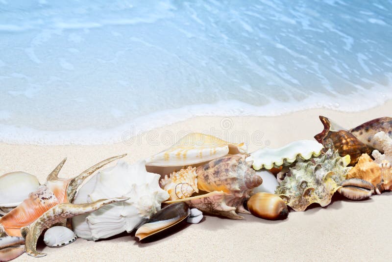 Tropical shells on a beach stock image. Image of nature - 66950019