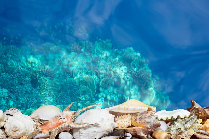 Tropical Shells and Blue Reef Stock Photo - Image of cowrie, reef: 66692414
