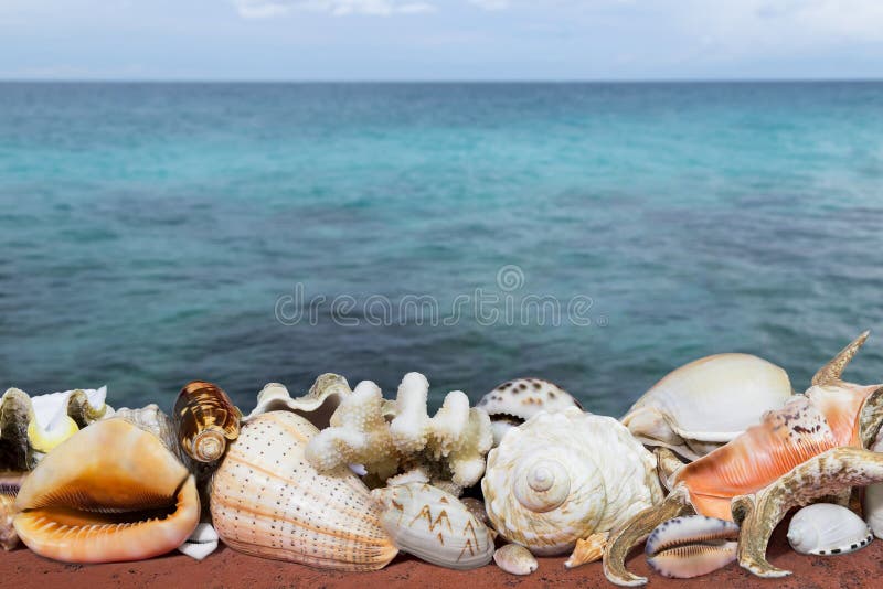Tropical Shells and Blue Sea Stock Image - Image of outdoors, island ...