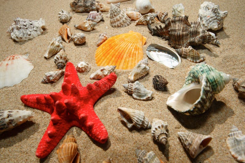 Caribbean Beach Sand with Sea Shells and Starfish Stock Photo - Image ...