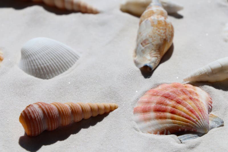 Shells on White Sand, Top View Stock Photo - Image of vacation, travel ...