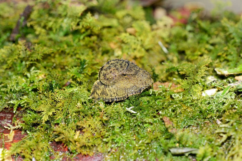 Tropical slug stock photo. Image of wildlife, moss, vegetation - 31551378