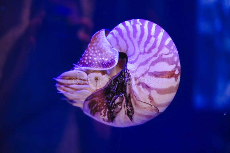 Tropical sea slug stock photo. Image of camouflaged, colours - 247180