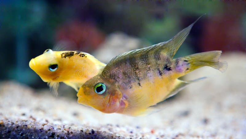 Tropical small fishes stock photo. Image of life, fish - 23114156