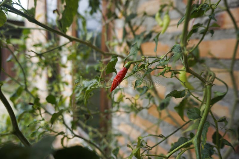 Tropical Small Red Chili or Cabe Rawit Merah, Still in the Tree Stock ...