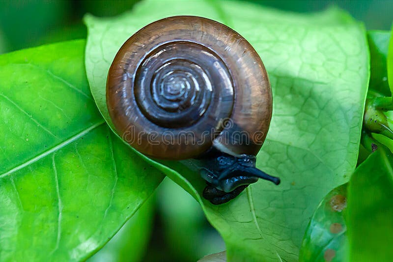 The Tropical Snail Sarika Resplendens Stock Image - Image of ecology ...