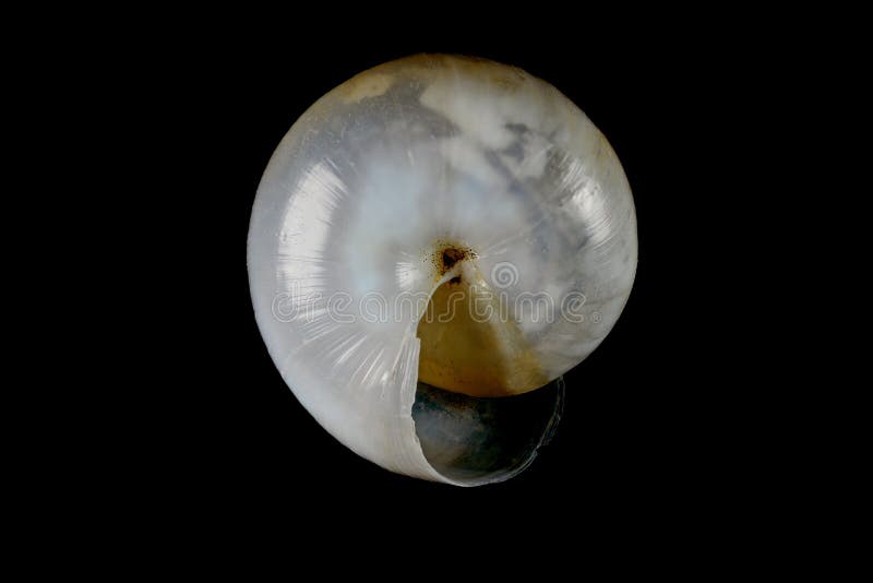 Tropical Snail Shells Showing Swirling Shapes and Patterns Stock Image ...