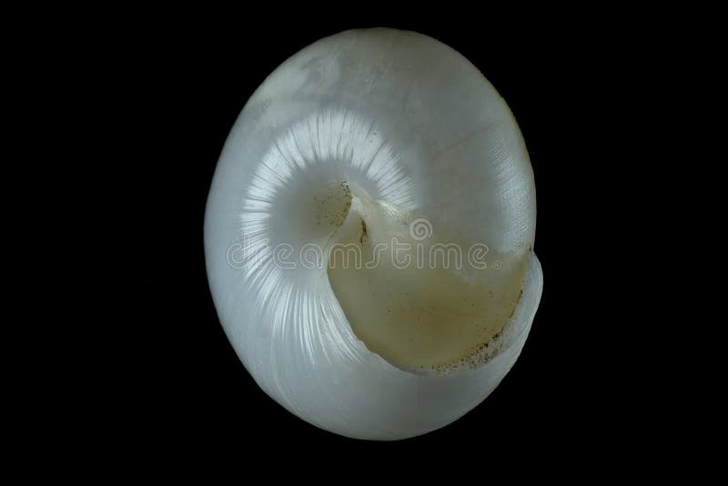 Tropical Snail Shells Showing Swirling Shapes and Patterns Stock Image ...