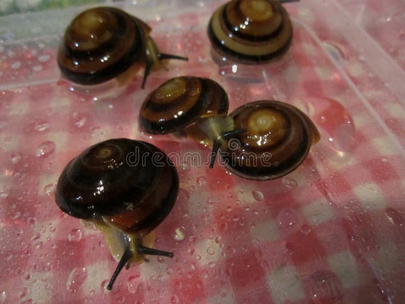 Tropical Snail, Terrestrial. with a Striped Shell Stock Photo - Image ...