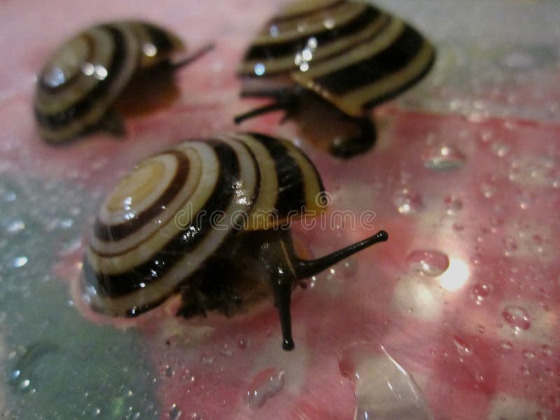 Tropical Snail, Terrestrial. with a Striped Shell Stock Photo - Image ...