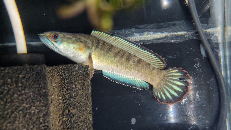 Channa Gachua Stock Photos - Free & Royalty-Free Stock Photos from ...