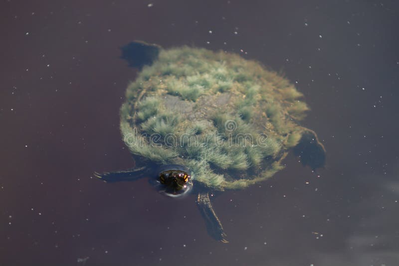 Tropical Snapping Turtle Swimming in Murky Pond. Stock Photo - Image of ...