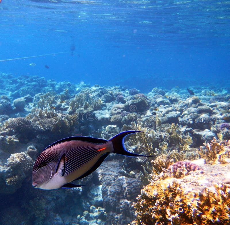 Tropical Sohal Surgeonfish in the Red Sea , Egypt Stock Image - Image ...