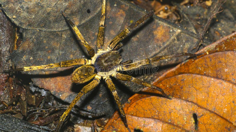 Tropical Spider, Amazonia stock image. Image of entomology - 355599793
